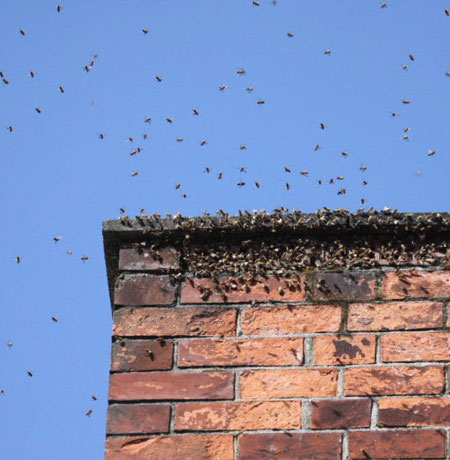 Bees In Chimney? Here's How To Remove Bees In Chimney
