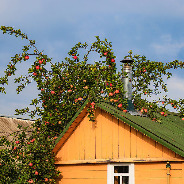Make Sure to Avoid Tree Limbs Hanging Over Your Chimney